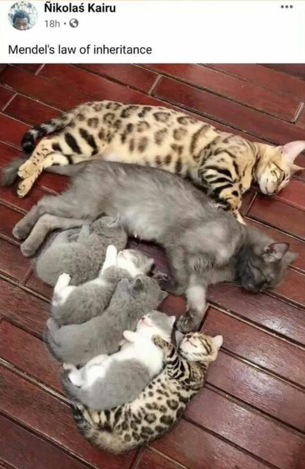 Mendel's law of inheritance. | /r/wholesomememes | Wholesome Memes ...