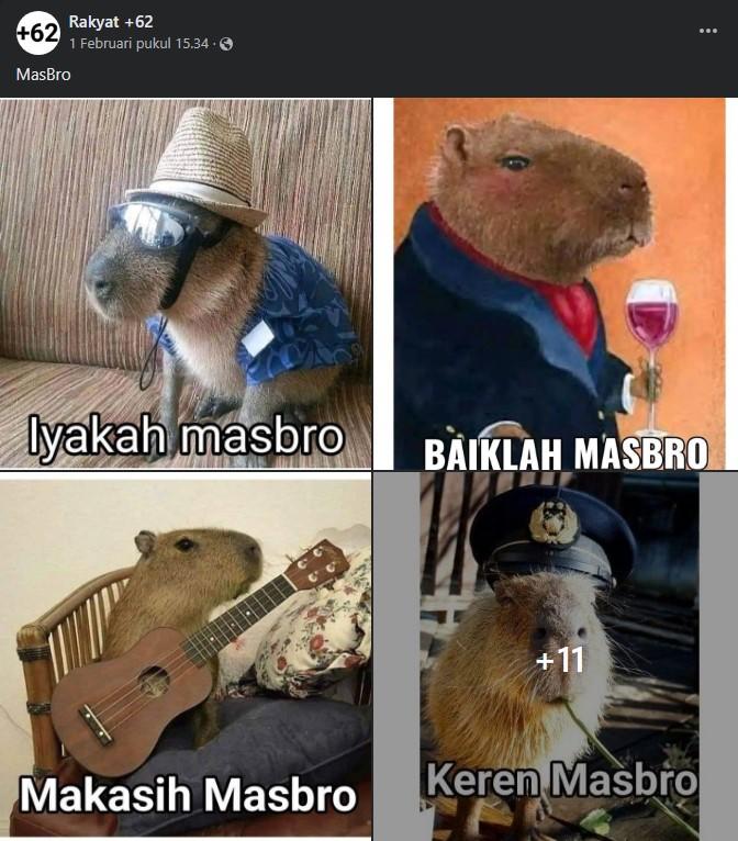 another masbro compilation | Capybaras | Know Your Meme