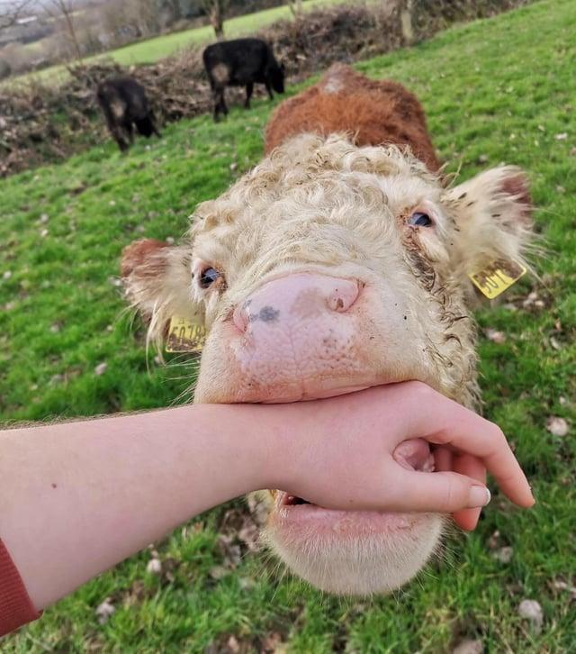 chomp | Animals | Know Your Meme