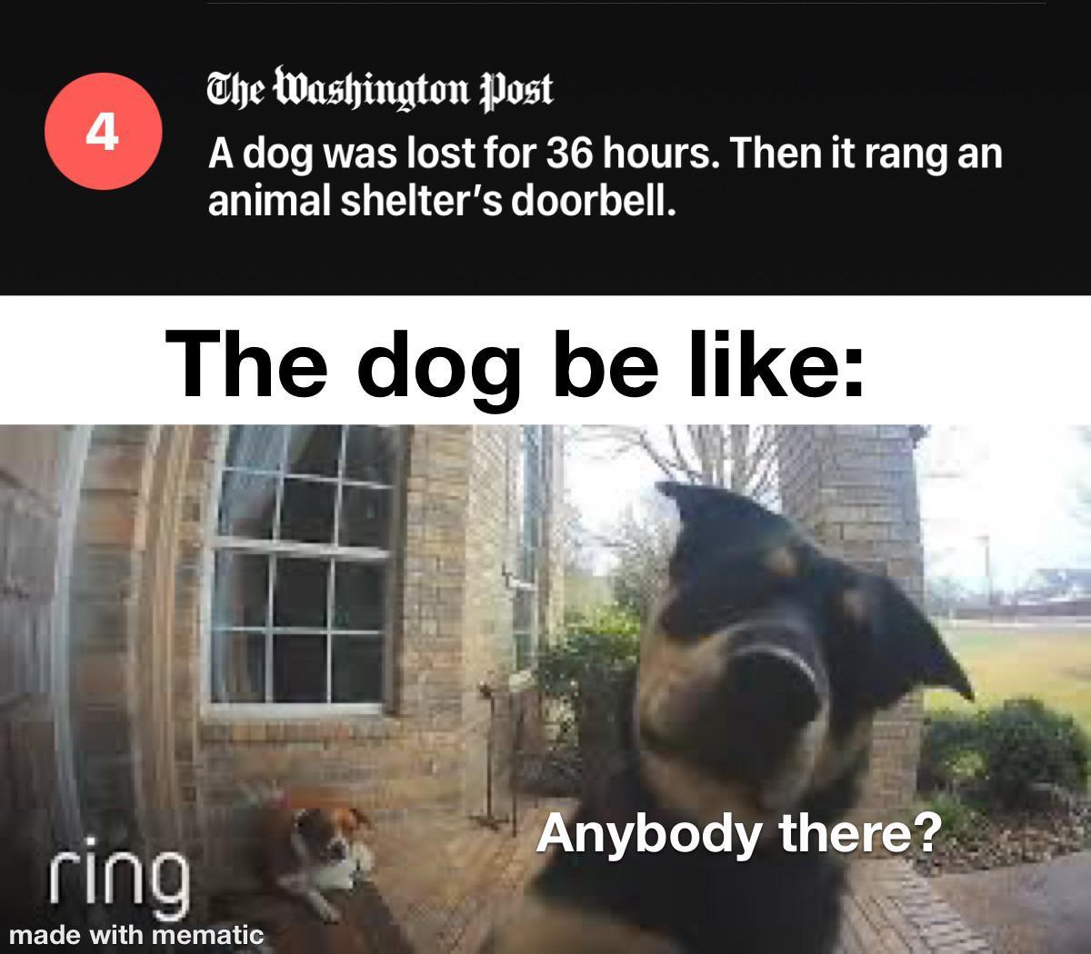 Animal shelter was probably so confused | /r/wholesomememes | Wholesome ...