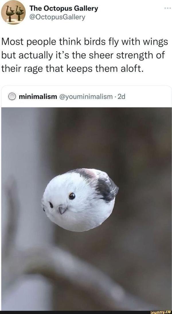 televisa presenta.... | Birds | Know Your Meme