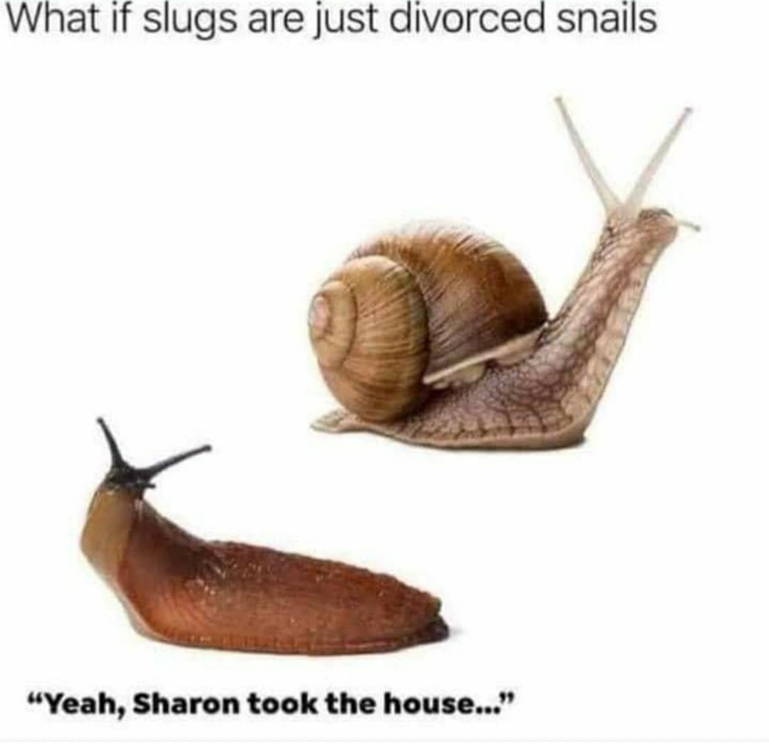Snails and Slugs | /r/wholesomememes | Wholesome Memes | Know Your Meme