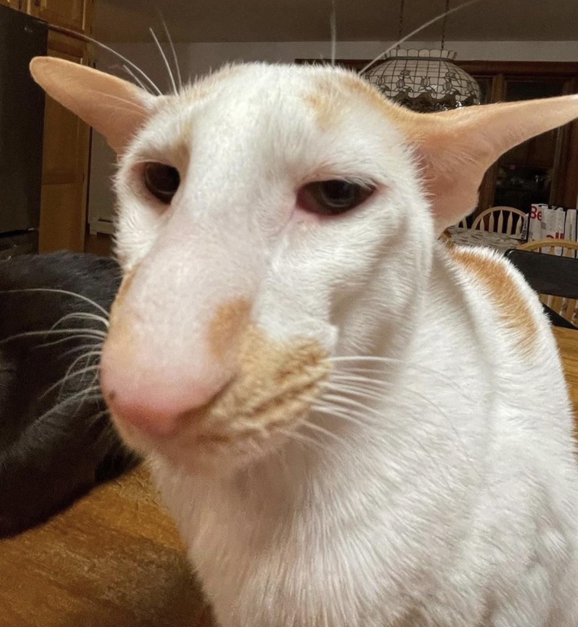 derpy or oddly handsome? | Know Your Meme