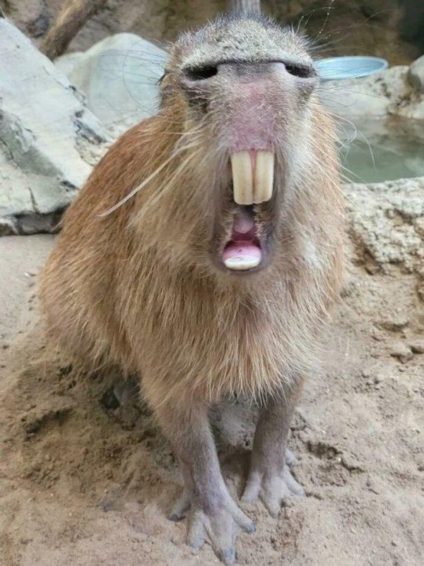odd looking capybara | Know Your Meme