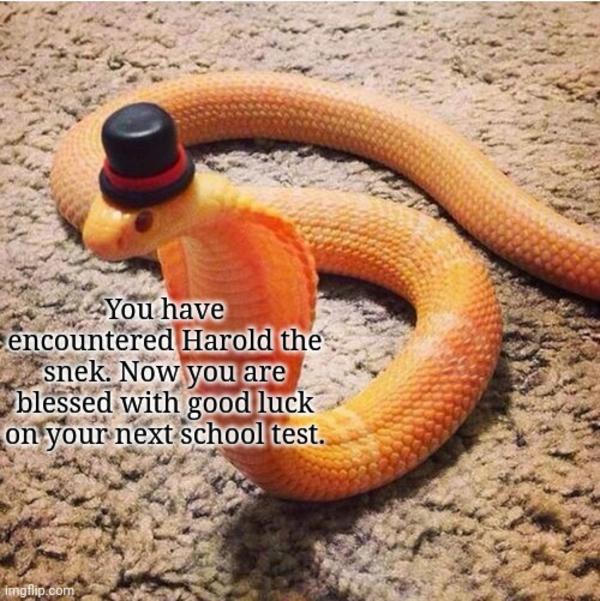 Harold the snek wishes you good luck | /r/wholesomememes | Wholesome ...