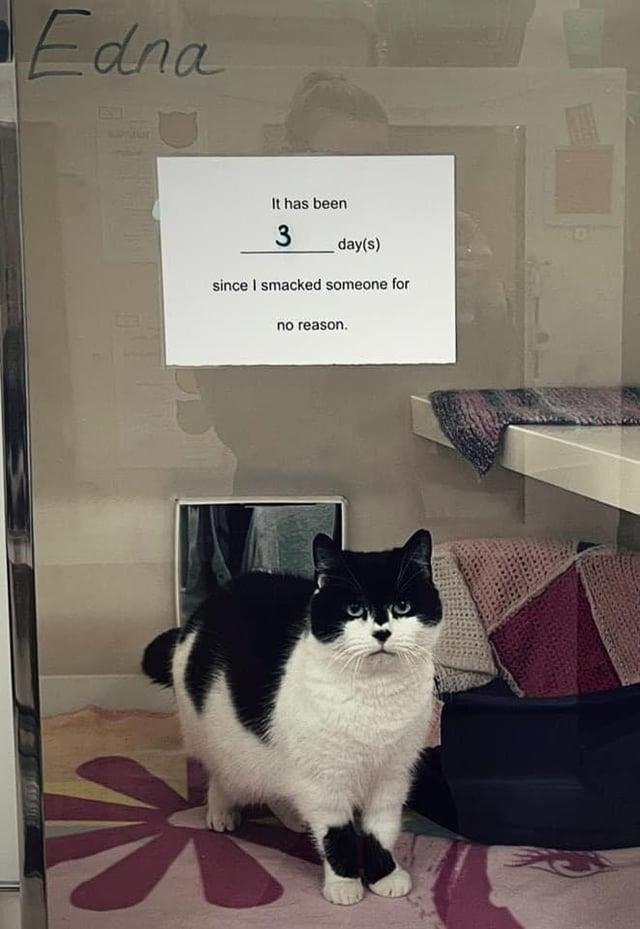 we all have those days | Cats | Know Your Meme