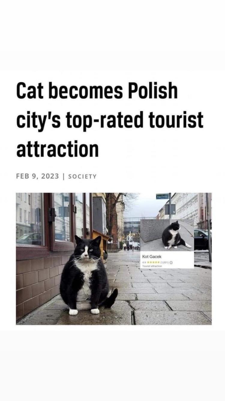 I'd visit too. | Cats | Know Your Meme