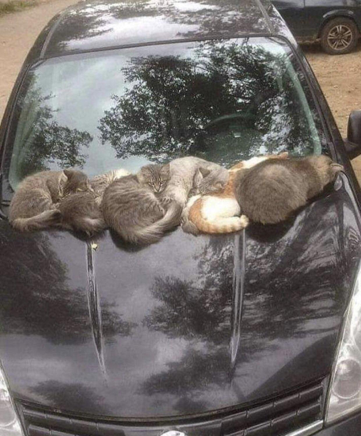 Lined up. | Cats | Know Your Meme