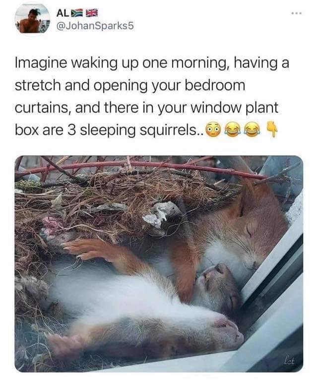 Some sleepy squirrels | /r/wholesomememes | Wholesome Memes | Know Your ...