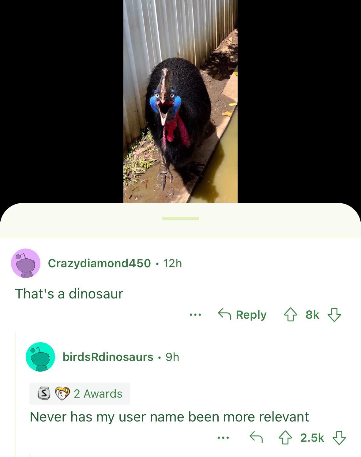 Consider this a petition to rename the Cassowary as C-Rex | /r ...