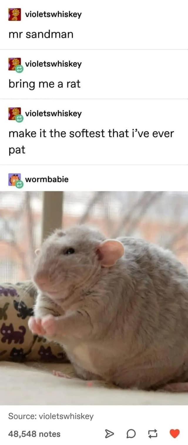 The squishiest fur baby out there | /r/wholesomememes | Wholesome Memes ...