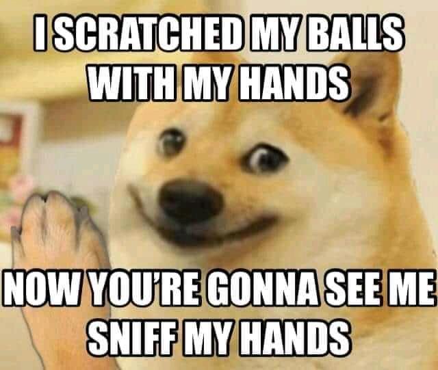 yes | /r/dogelore | Ironic Doge Memes | Know Your Meme