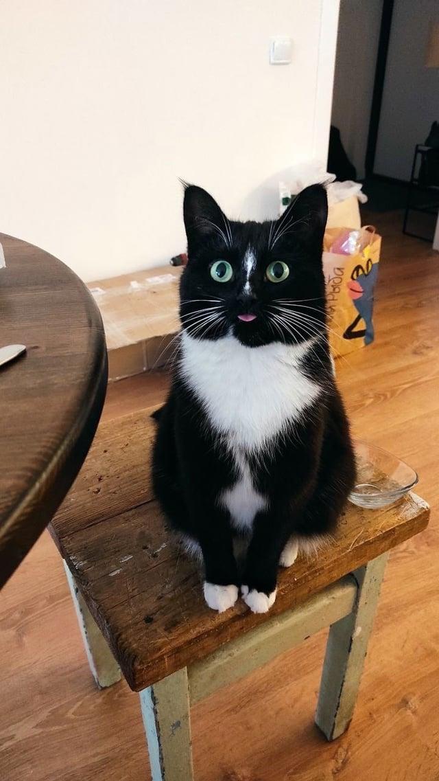 No Thoughts | Cats | Know Your Meme