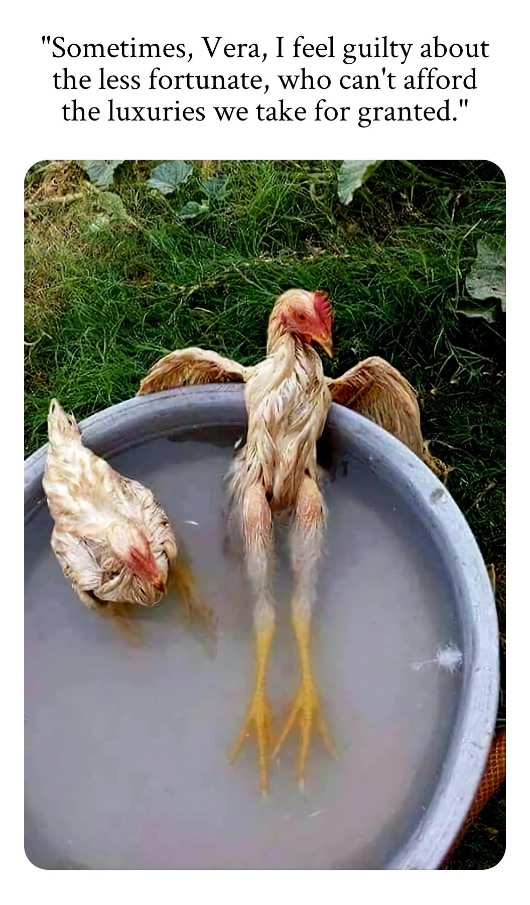 Chicken Jacuzzi | /r/wholesomememes | Wholesome Memes | Know Your Meme