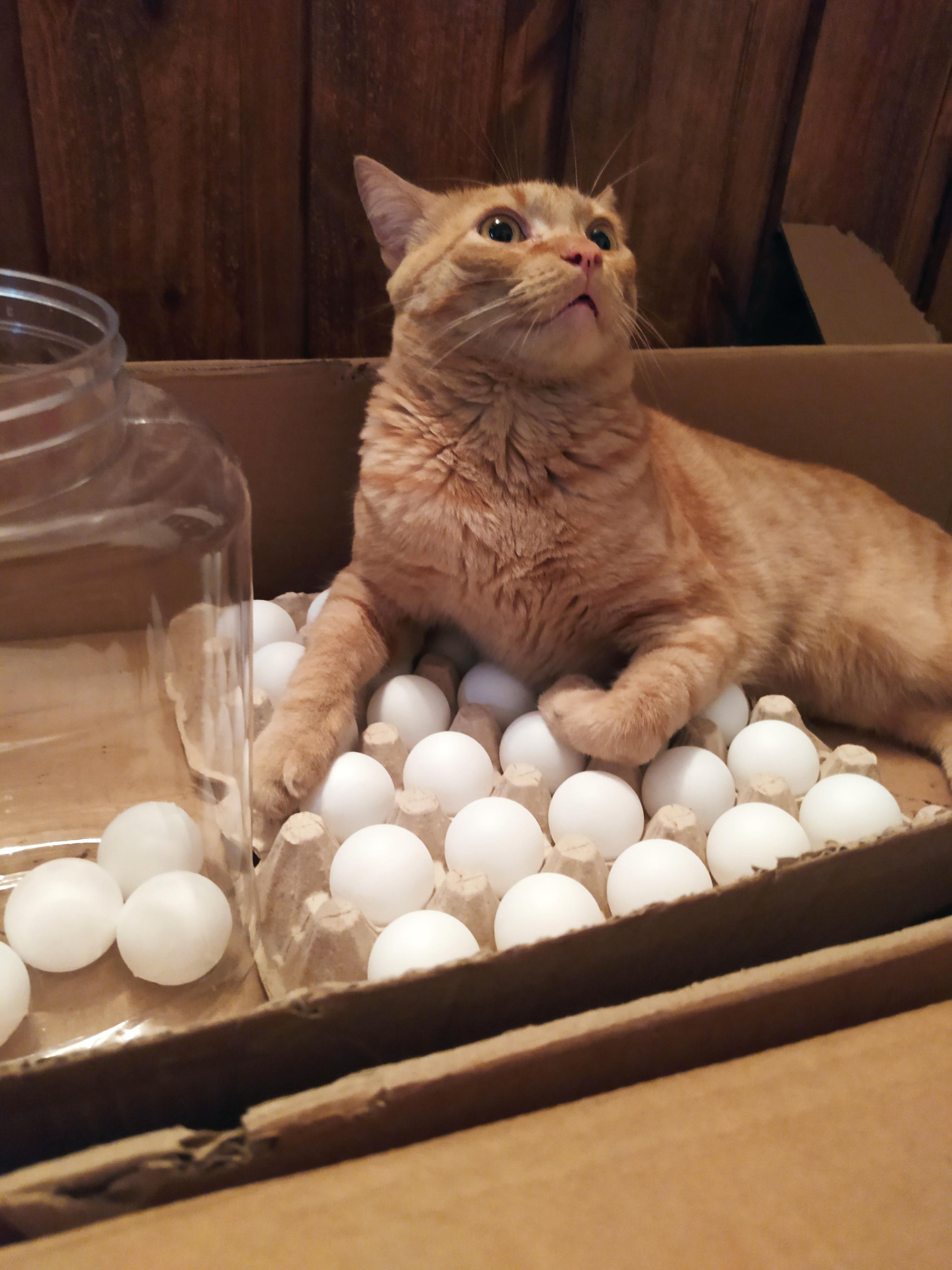 He always tries to lie on top of the eggs, so we put ping pong balls in ...