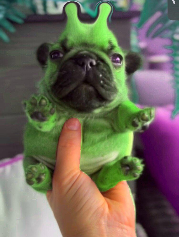 Green Alien Puppy / Geeble | Handheld Pupper | Know Your Meme