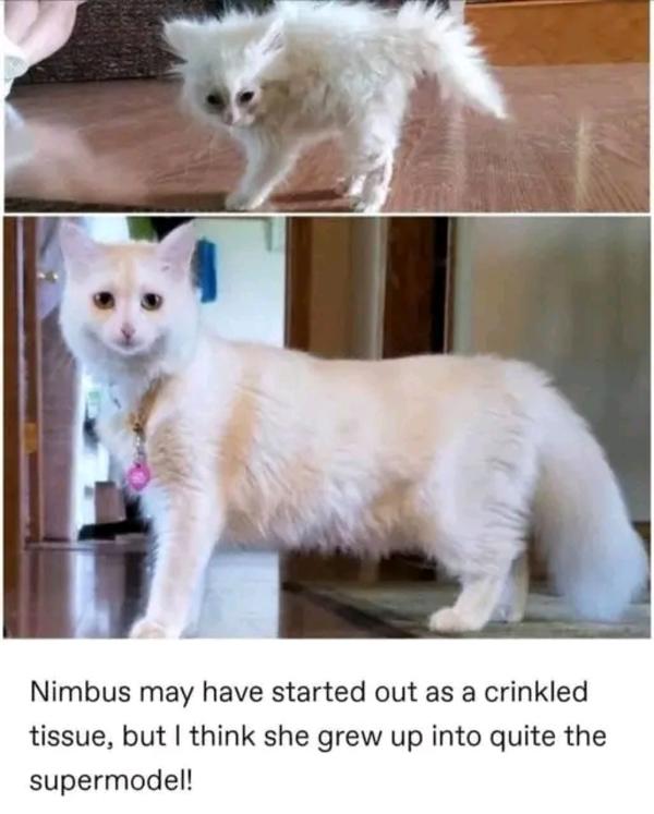 Nimbus the Supermodel | /r/wholesomememes | Wholesome Memes | Know Your ...