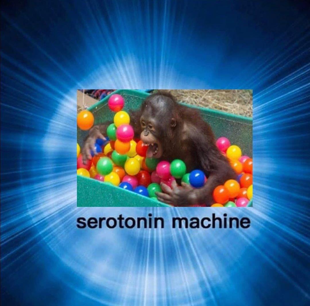 ballpit monke | Serotonin Machine | Know Your Meme