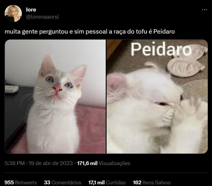 Peidaro cat breed meme | Peidaro (Someone Farted) | Know Your Meme