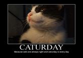 [Image - 9361] | Caturday | Know Your Meme
