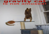 [Image - 16171] | Gravity Cat | Know Your Meme