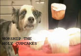Cupcake Dog | Know Your Meme
