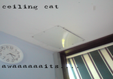 [Image - 129518] | Ceiling Cat | Know Your Meme