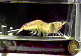 Shrimp on a treadmill Gif | Shrimp on a treadmill | Know Your Meme