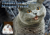 [Image - 41222] | Happy Cat | Know Your Meme