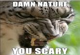 NOPE | Damn Nature, You Scary! | Know Your Meme