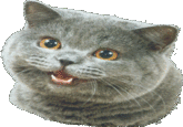 [Image - 41222] | Happy Cat | Know Your Meme