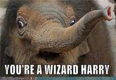 Why did I laugh at this? | You're a Wizard, Harry! | Know Your Meme