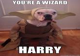 [Image - 117392] | You're a Wizard, Harry! | Know Your Meme