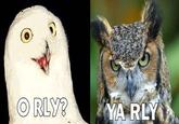 [Image - 60816] | O RLY? | Know Your Meme