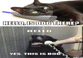 [Image - 260725] | Yes, This is Dog | Know Your Meme