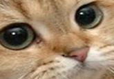 The saddest Khajit | Starecat / Grafics Cat | Know Your Meme