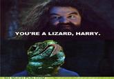 [Image - 117392] | You're a Wizard, Harry! | Know Your Meme