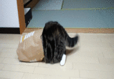 [Image - 267105] | Maru the Cat | Know Your Meme