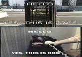 [Image - 205690] | Yes, This is Dog | Know Your Meme