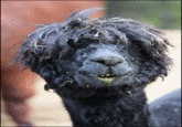 Baidu 10 Mythical Creatures (Grass Mud Horse) | Know Your Meme