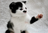 Kitler | Know Your Meme