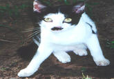 Kitler | Know Your Meme