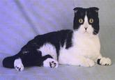Kitler | Know Your Meme