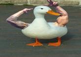 [Image - 382608] | Birds with Arms | Know Your Meme