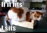 [Image - 409562] | If It Fits I Sits | Know Your Meme