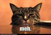 [Image - 724811] | Meh. | Know Your Meme