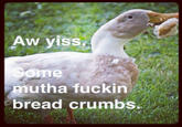 Bread Crumbs | Aww Yiss | Know Your Meme