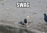[Image - 238134] | Swag | Know Your Meme