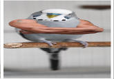 [Image - 382617] | Birds with Arms | Know Your Meme