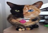 Venus the Two Faced Cat | Know Your Meme